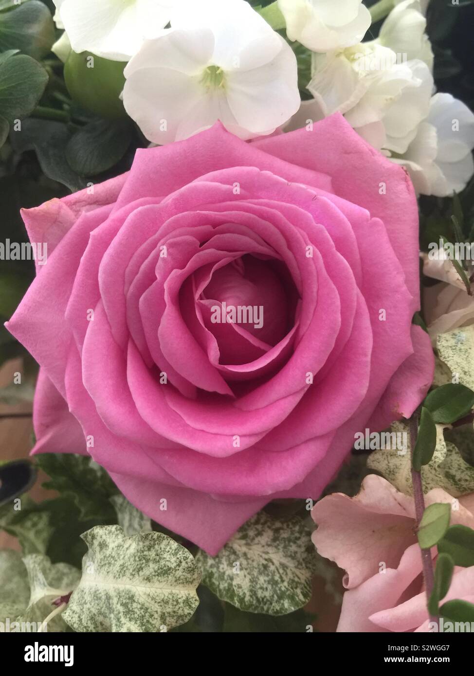 Perfect deep pink rose with tight central bud Stock Photo - Alamy