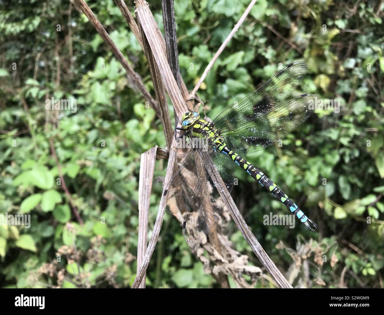 Dragonfly stick hi-res stock photography and images - Alamy