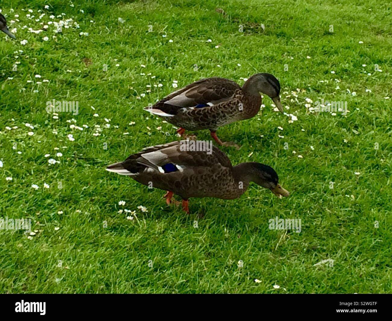 Two little ducks hi-res stock photography and images - Alamy