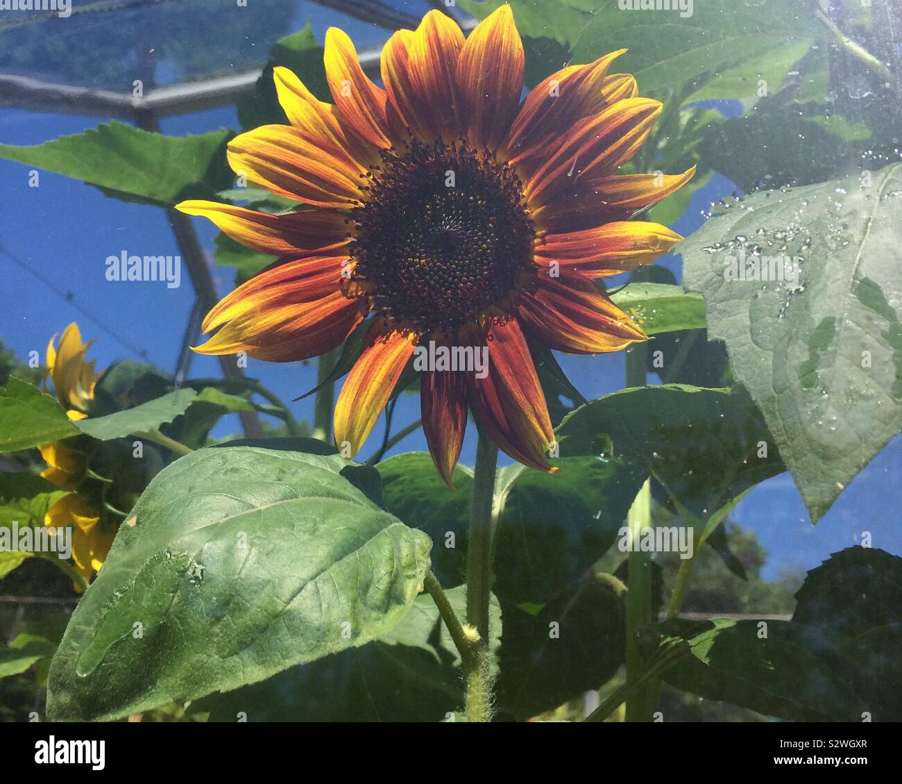Firecracker sunflower hi-res stock photography and images - Alamy