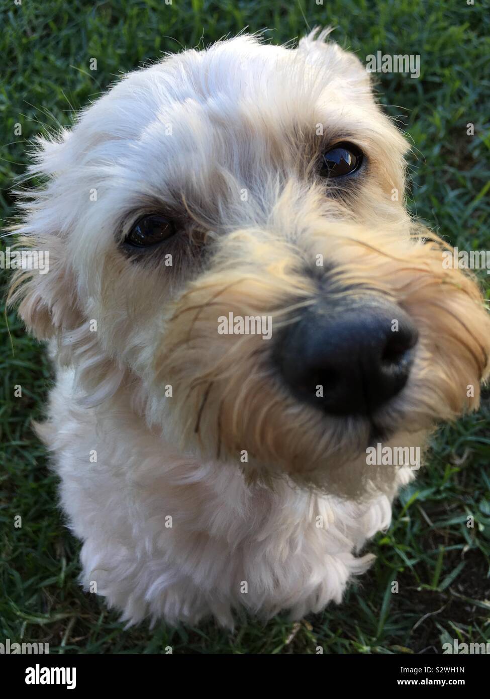 Poodle x hi-res stock photography and images - Alamy