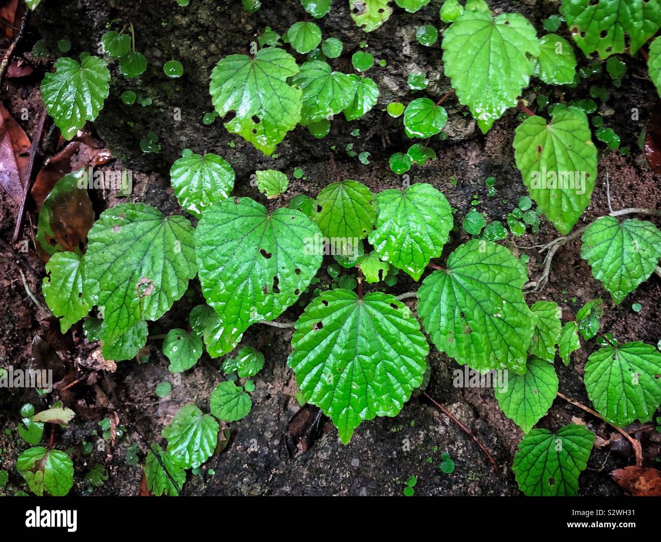 Green foliage in the jungle of Nakawan Range Stock Photo - Alamy