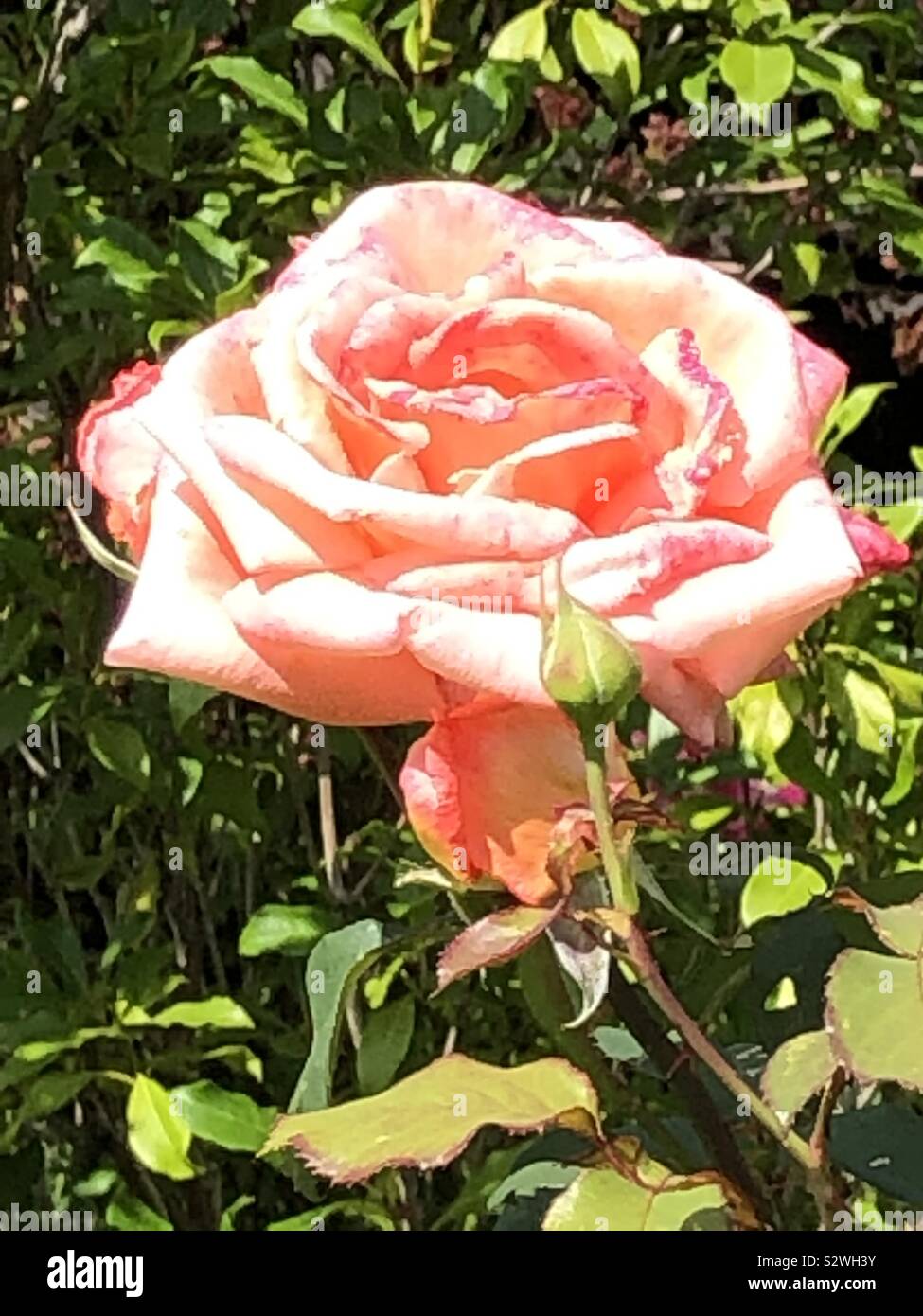 Very big rose hi-res stock photography and images - Alamy