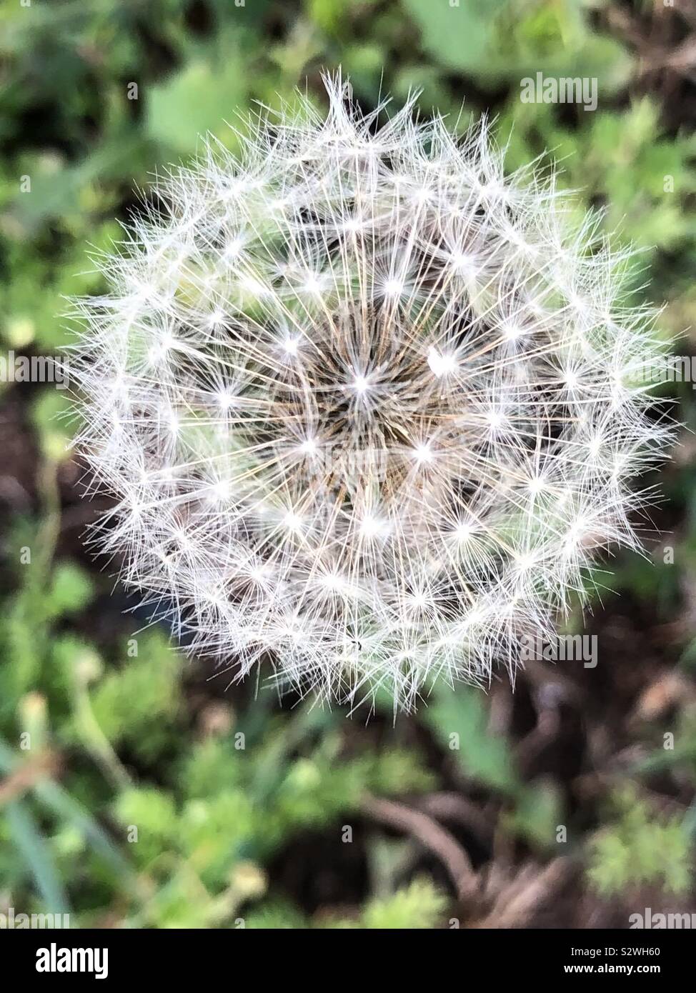 Delicate seeds hi-res stock photography and images - Alamy