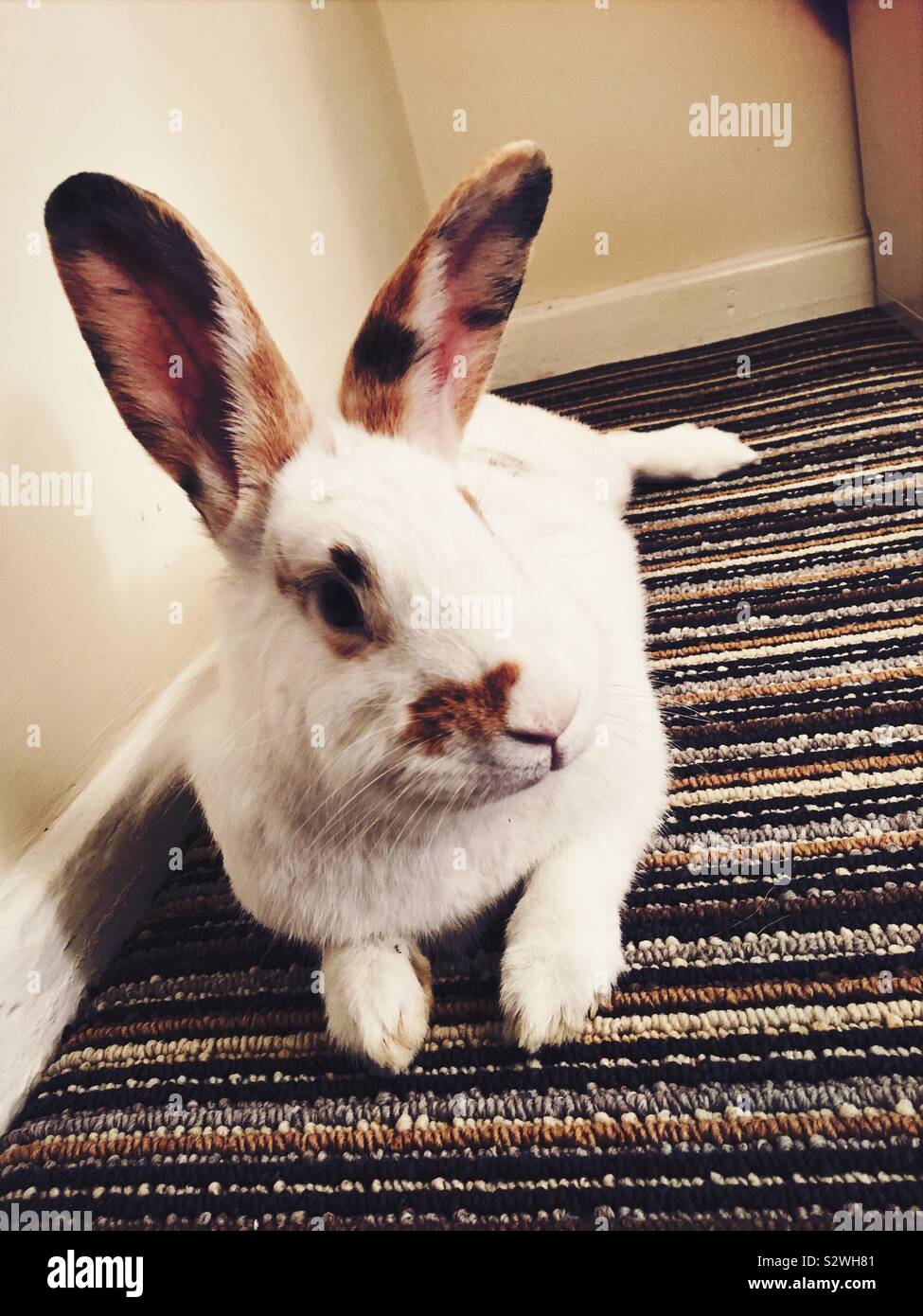 House rabbit relaxing Stock Photo - Alamy