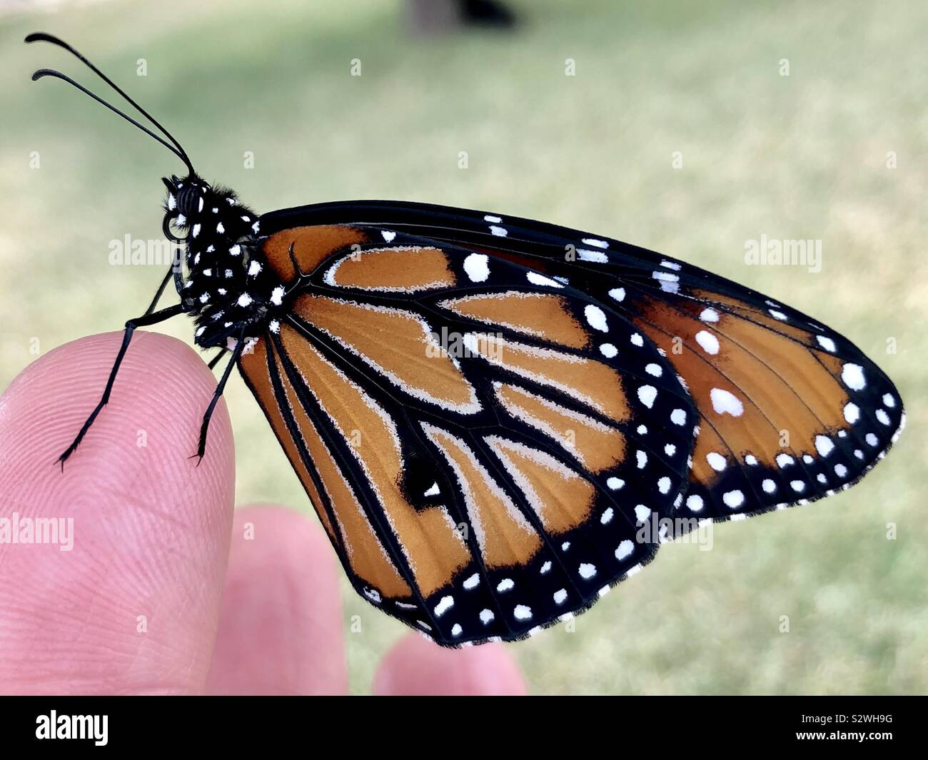 Male queen butterfly hi-res stock photography and images - Alamy