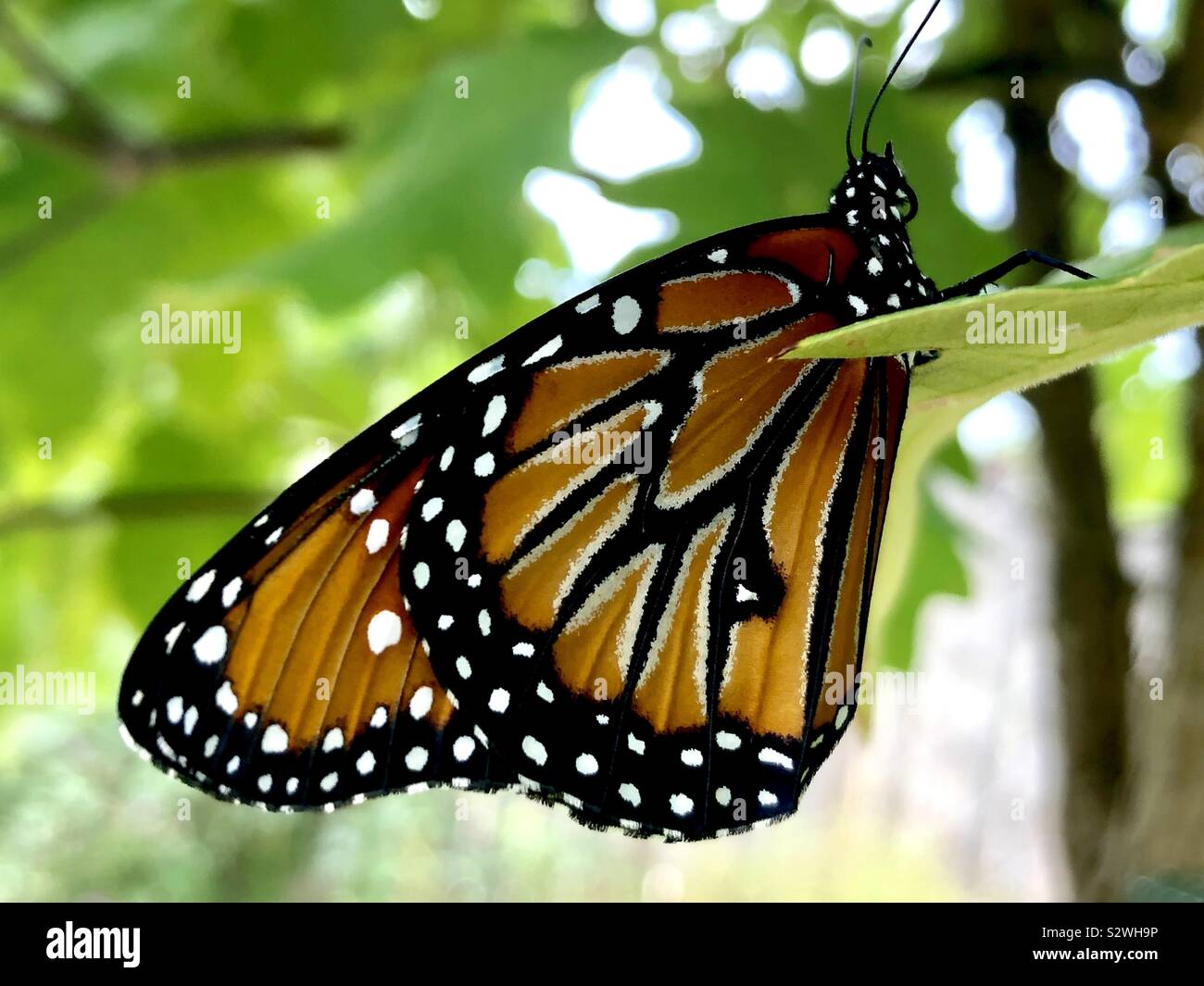 Butterfly in a tree hi-res stock photography and images - Alamy