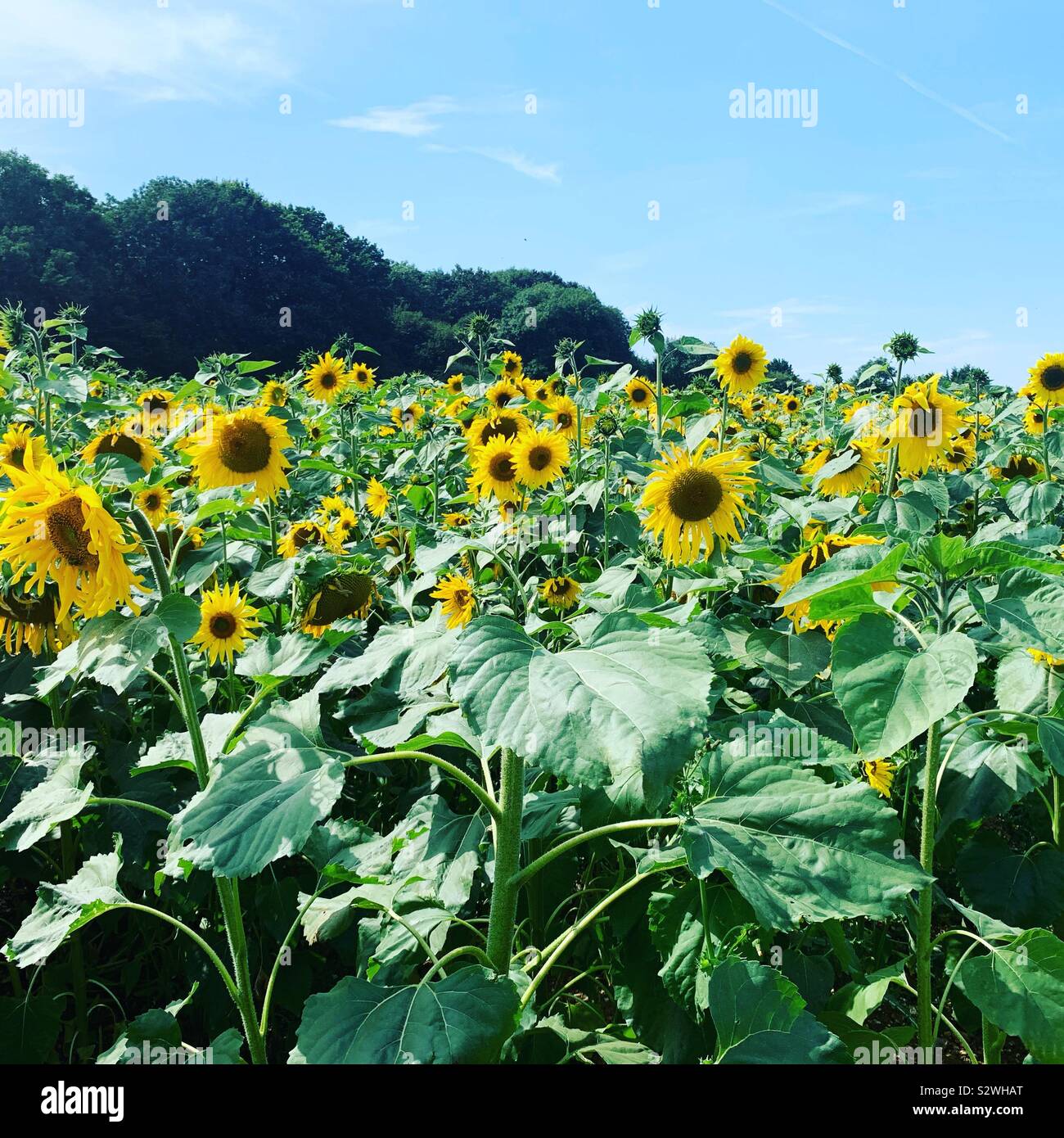 Pop up farm Hertfordshire Stock Photo - Alamy