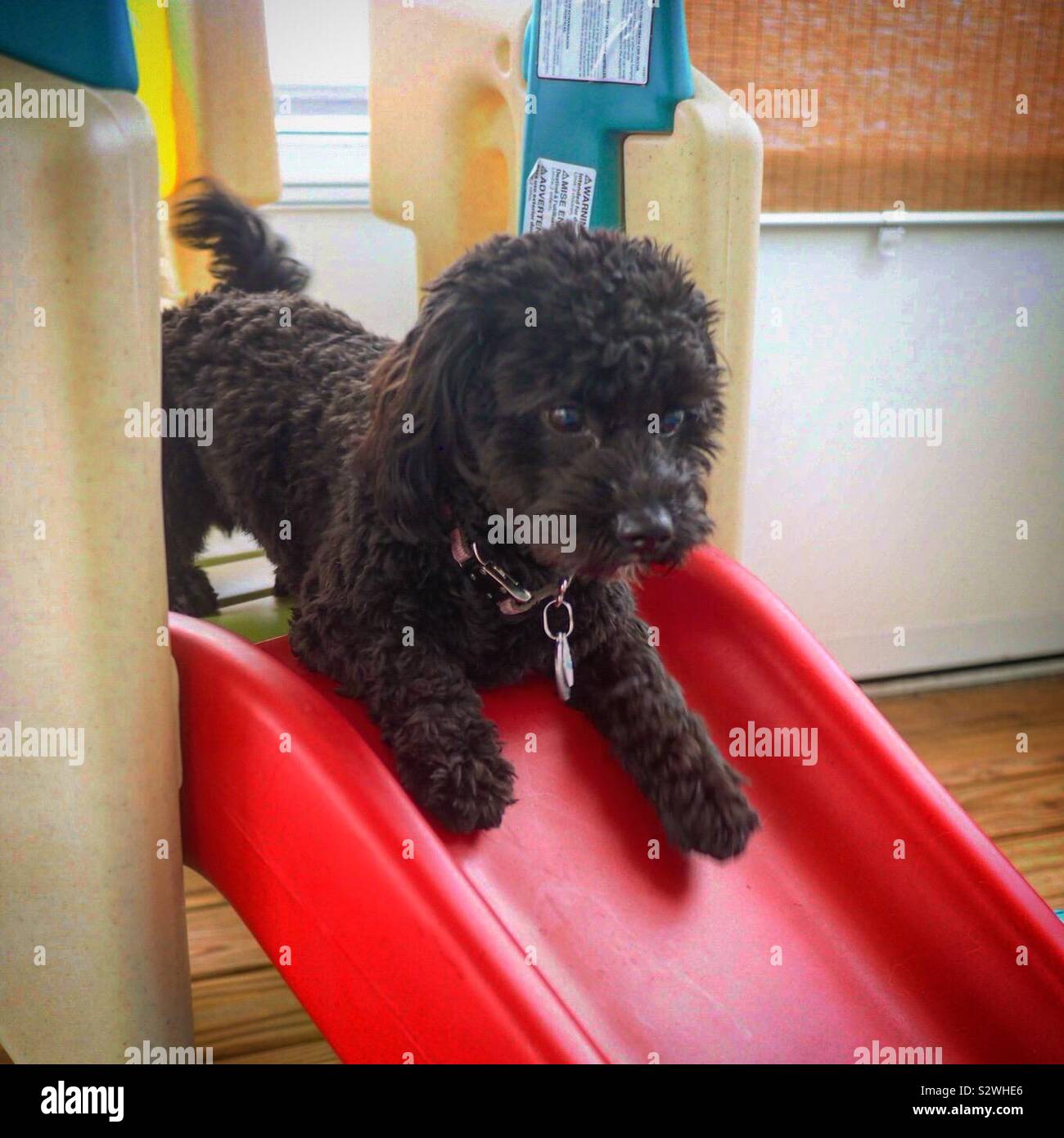Puppy on a slide Stock Photo - Alamy