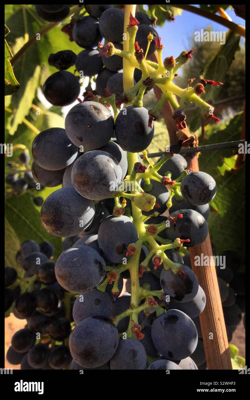 Cluster of birds smartphone stock photos and images - Alamy
