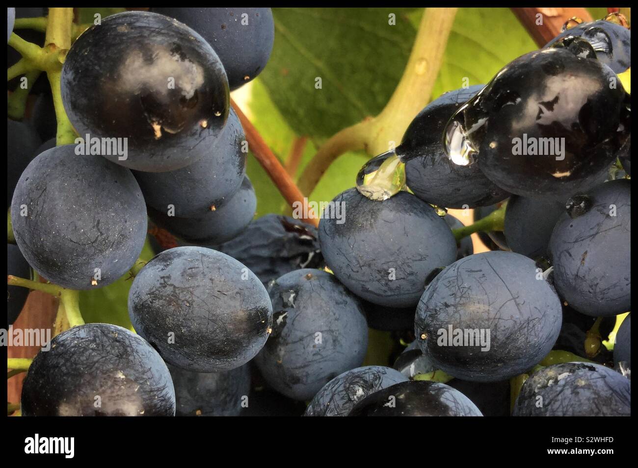 Raindrops on Syrah grapes ripening on the vine, Catalonia, Spain Stock ...