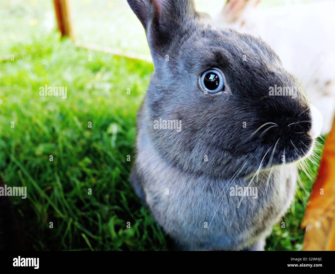 Rabbit inspecting the camera Stock Photo - Alamy