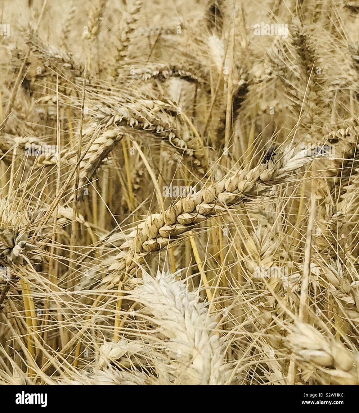 English field hi-res stock photography and images - Alamy