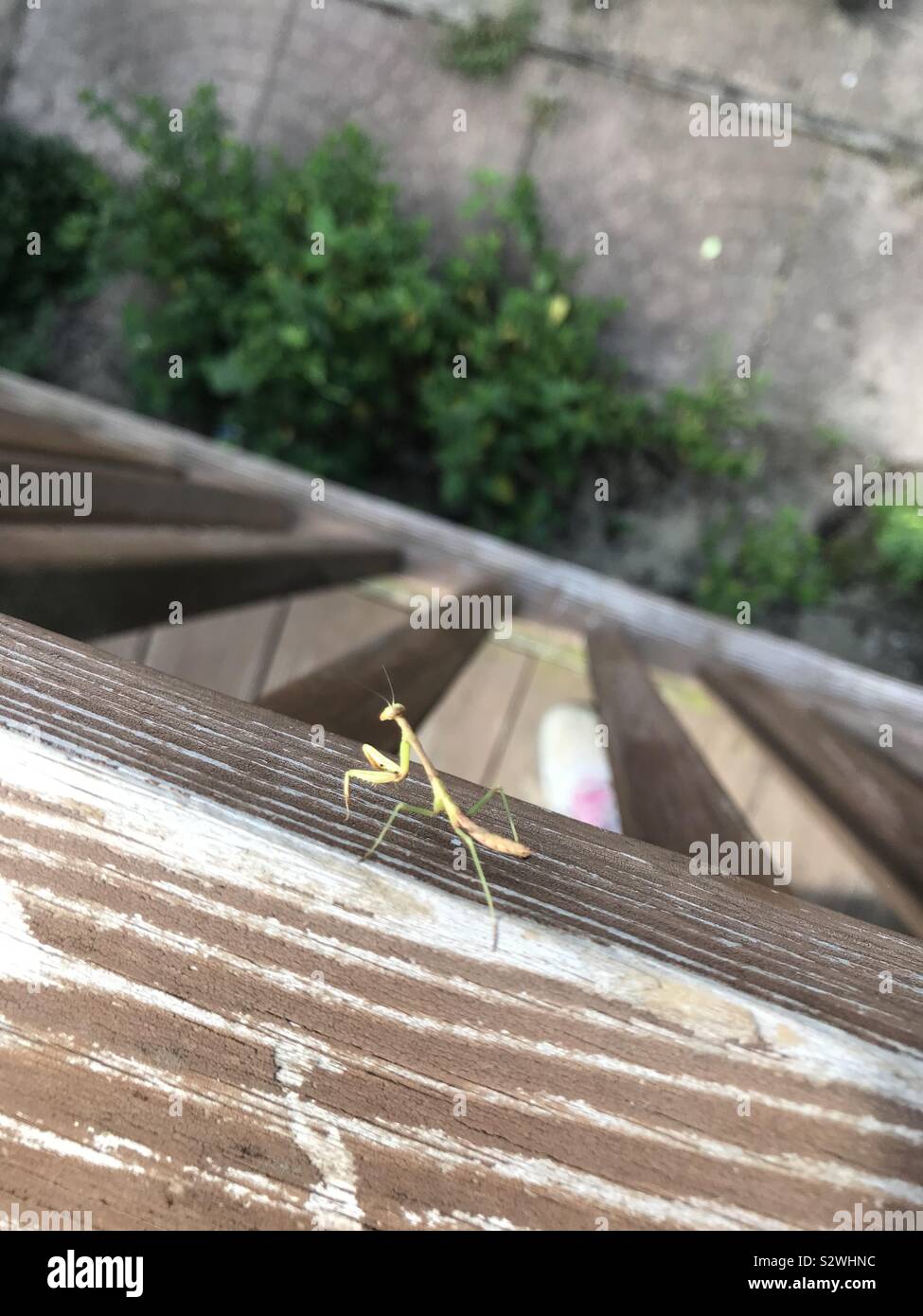 Its a bugs life hi-res stock photography and images - Alamy