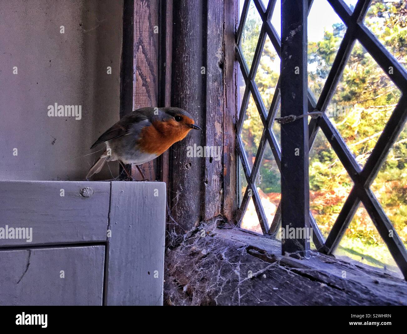Victorian robin hi-res stock photography and images - Alamy