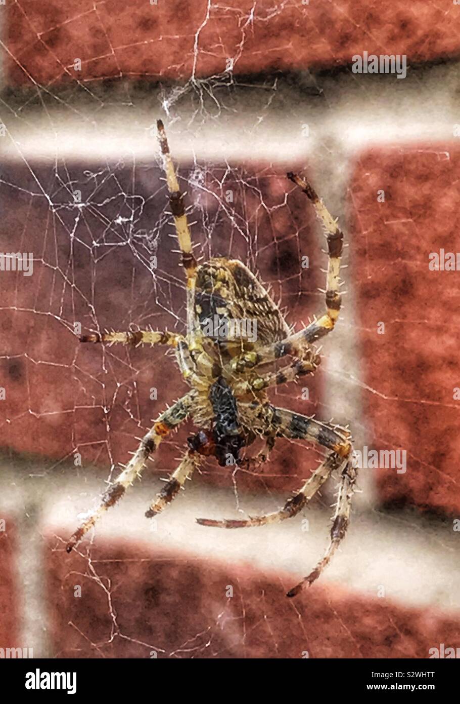 Spiders and spider web hi-res stock photography and images - Alamy