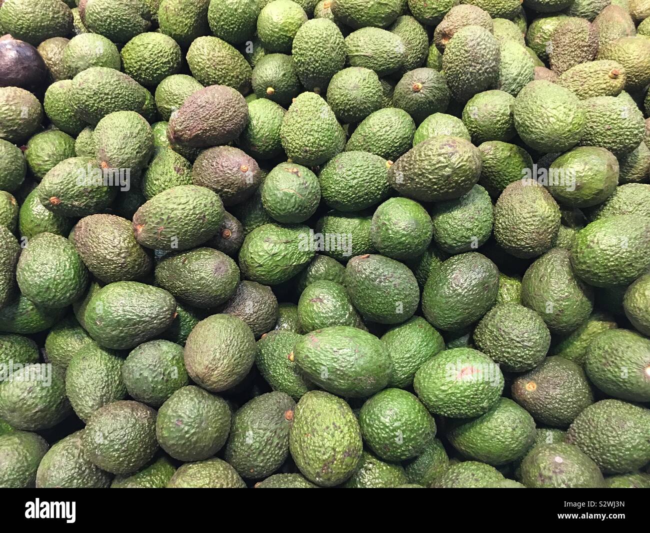 So many luscious, green bumpy avocados from Mexican farms ready to be ...