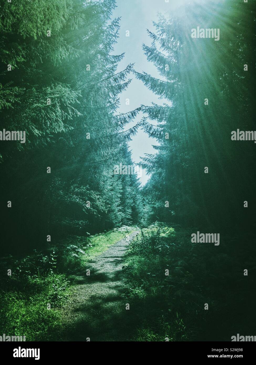 Conifers coniferous forests hi-res stock photography and images - Alamy