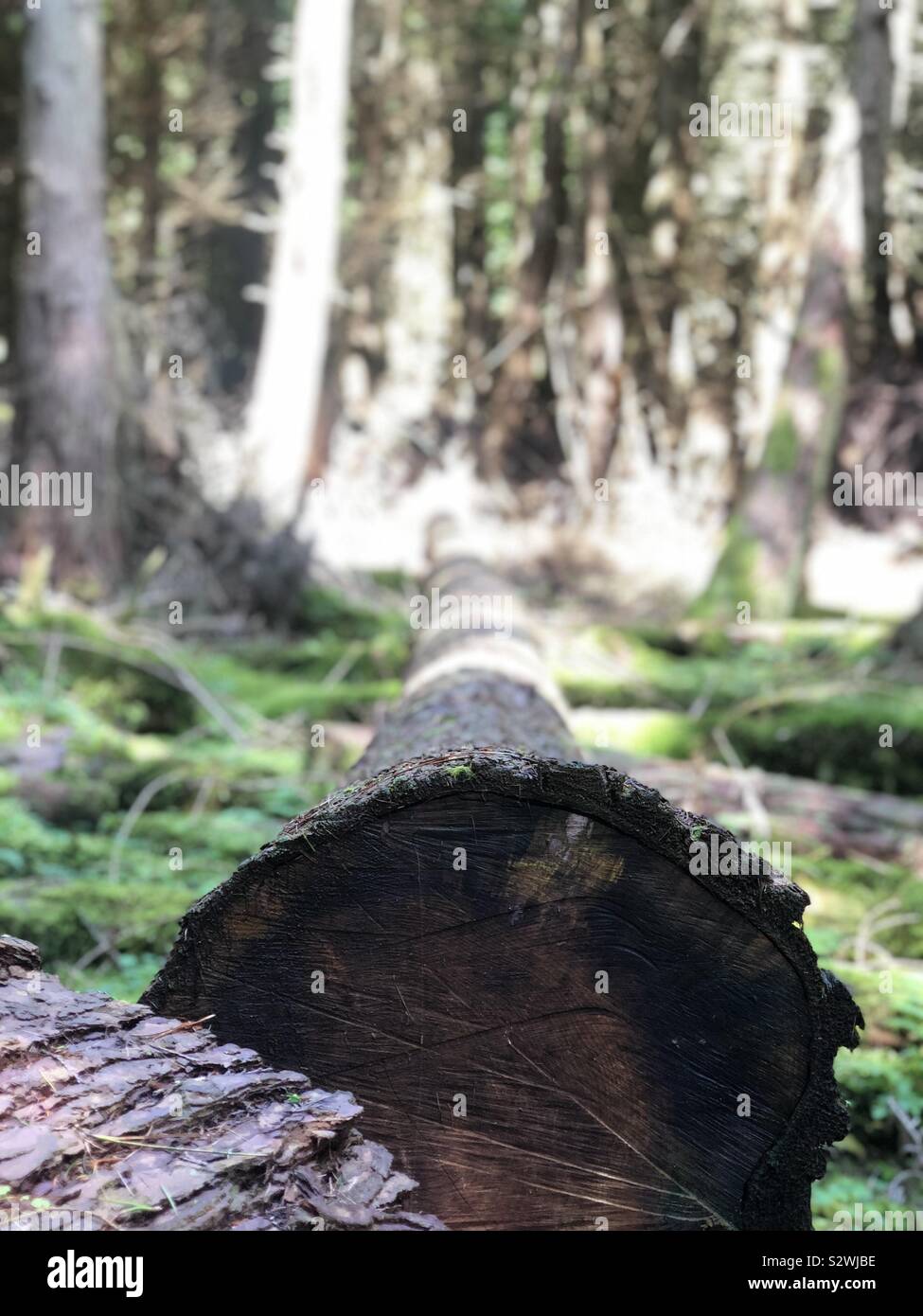 Fallen Over Tree High Resolution Stock Photography and Images - Alamy