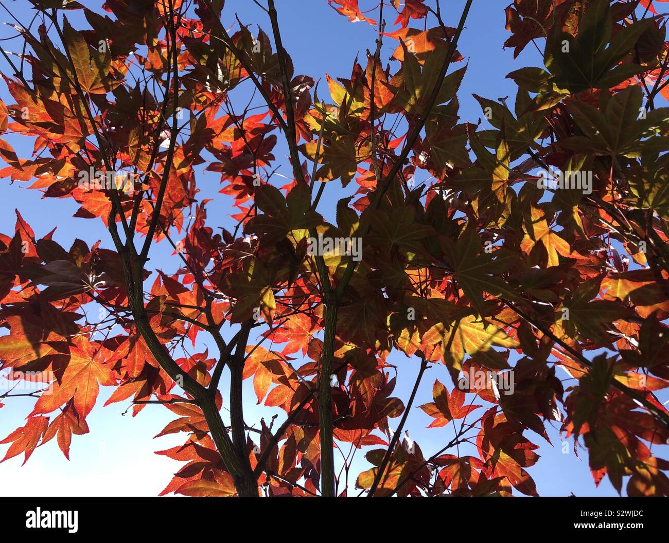 Japanese maple summer hi-res stock photography and images - Alamy