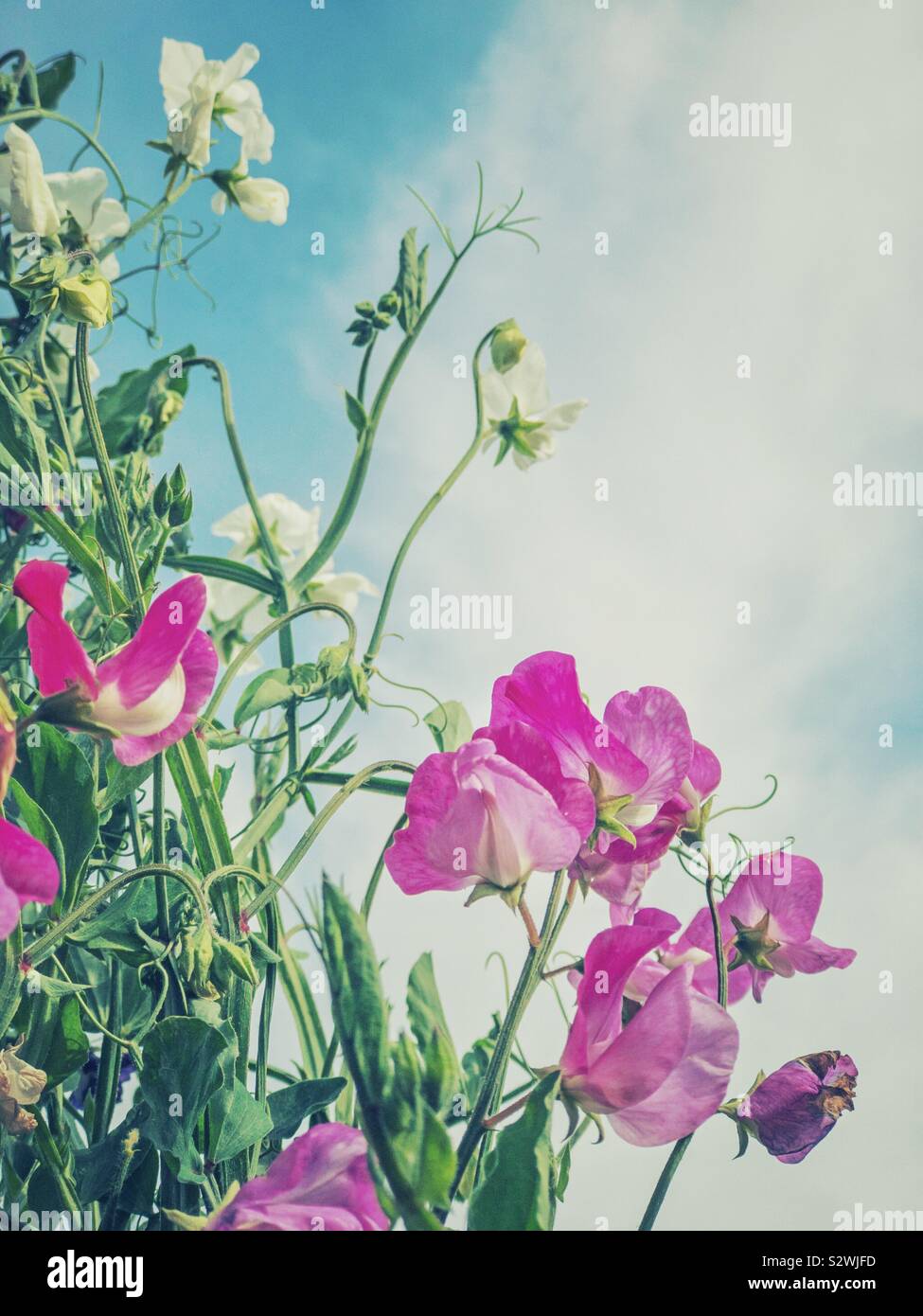 Old fashioned sweet pea hi-res stock photography and images - Alamy