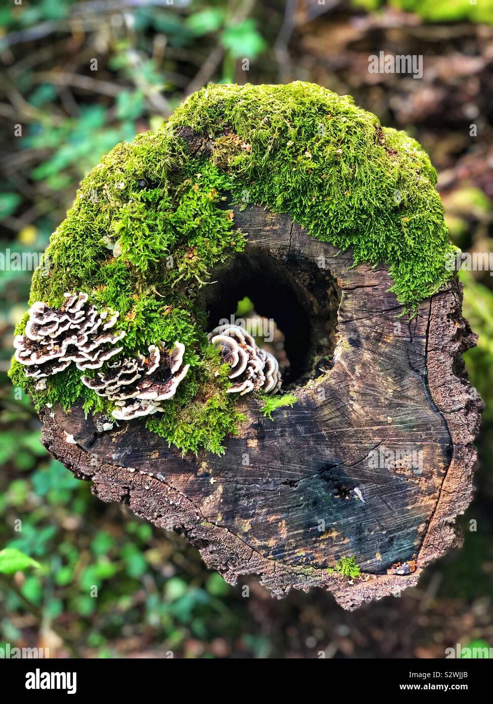 Tree cross section hi-res stock photography and images - Alamy