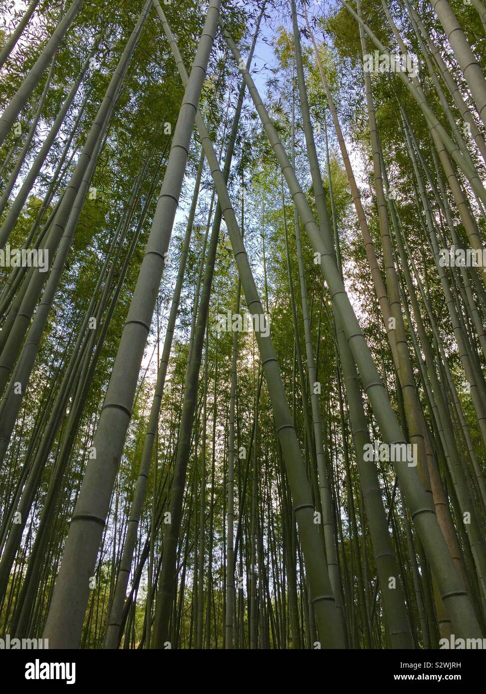 Arashiyama Bamboo Forest Kyoto High Resolution Stock Photography and ...