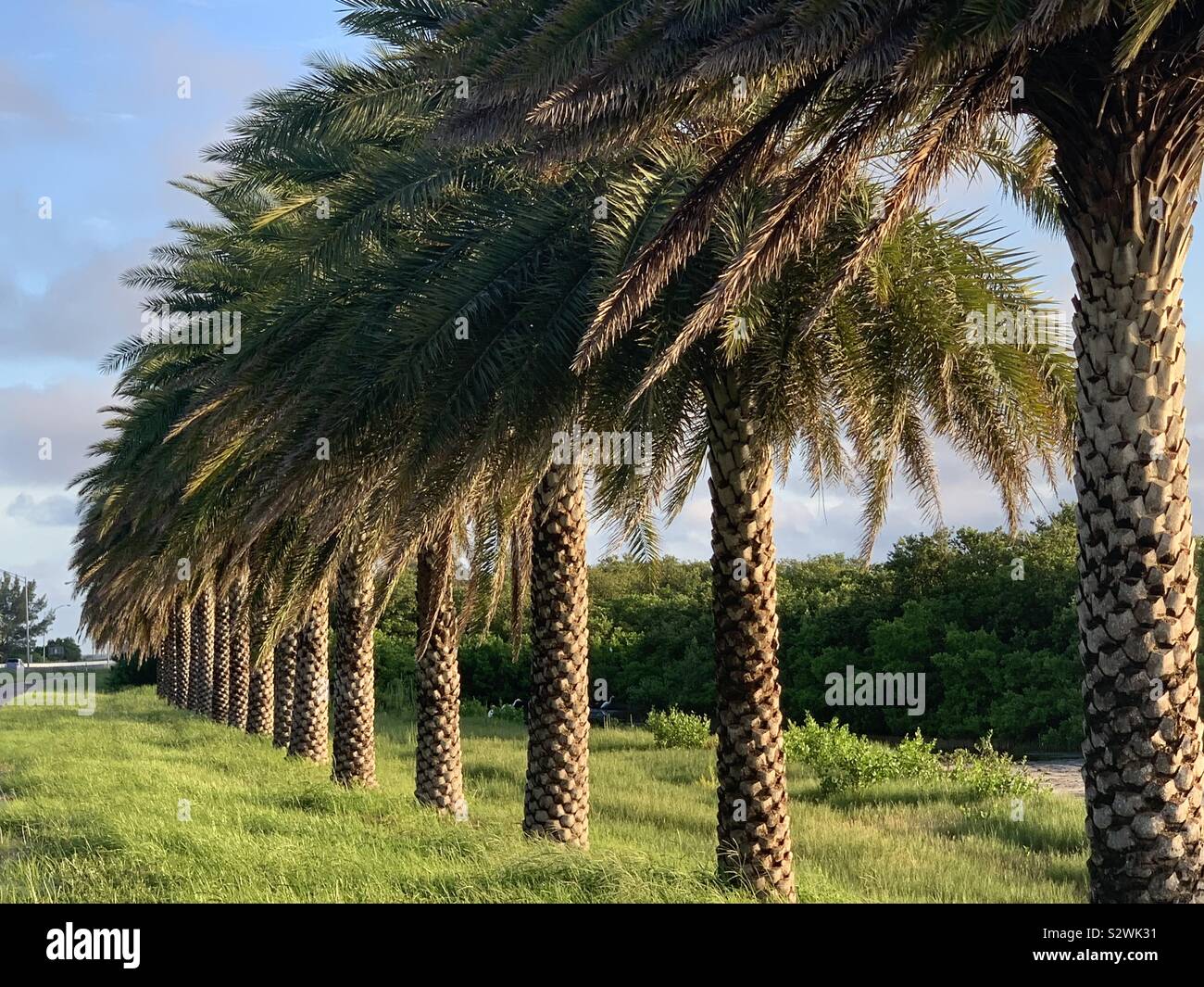 Wall of palm trees Stock Photo - Alamy