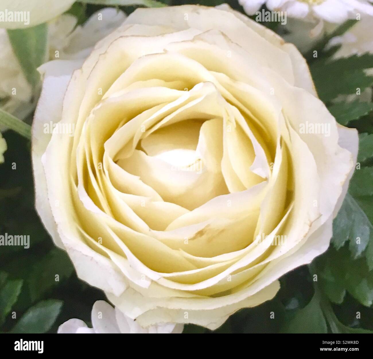 Scented roses hi-res stock photography and images - Alamy