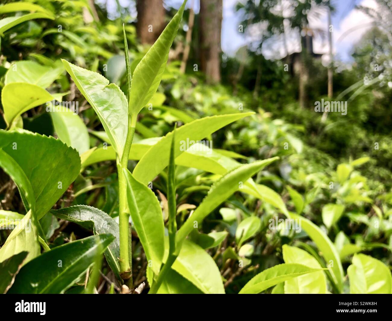 Tea leaves in a tea plantation Stock Photo - Alamy