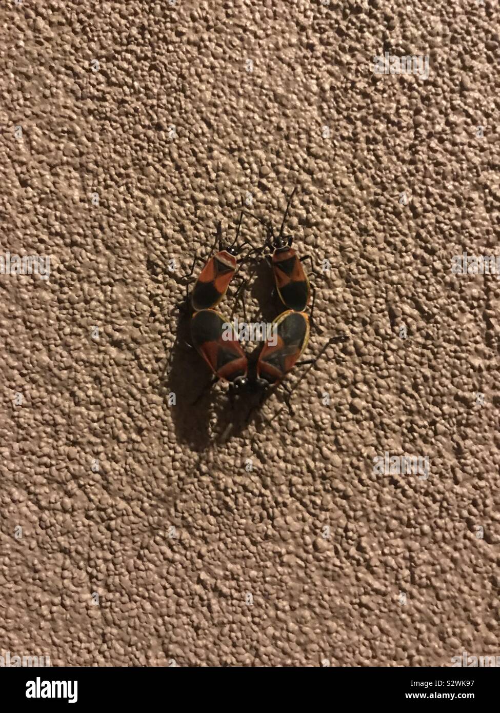 Insects circle hi-res stock photography and images - Alamy