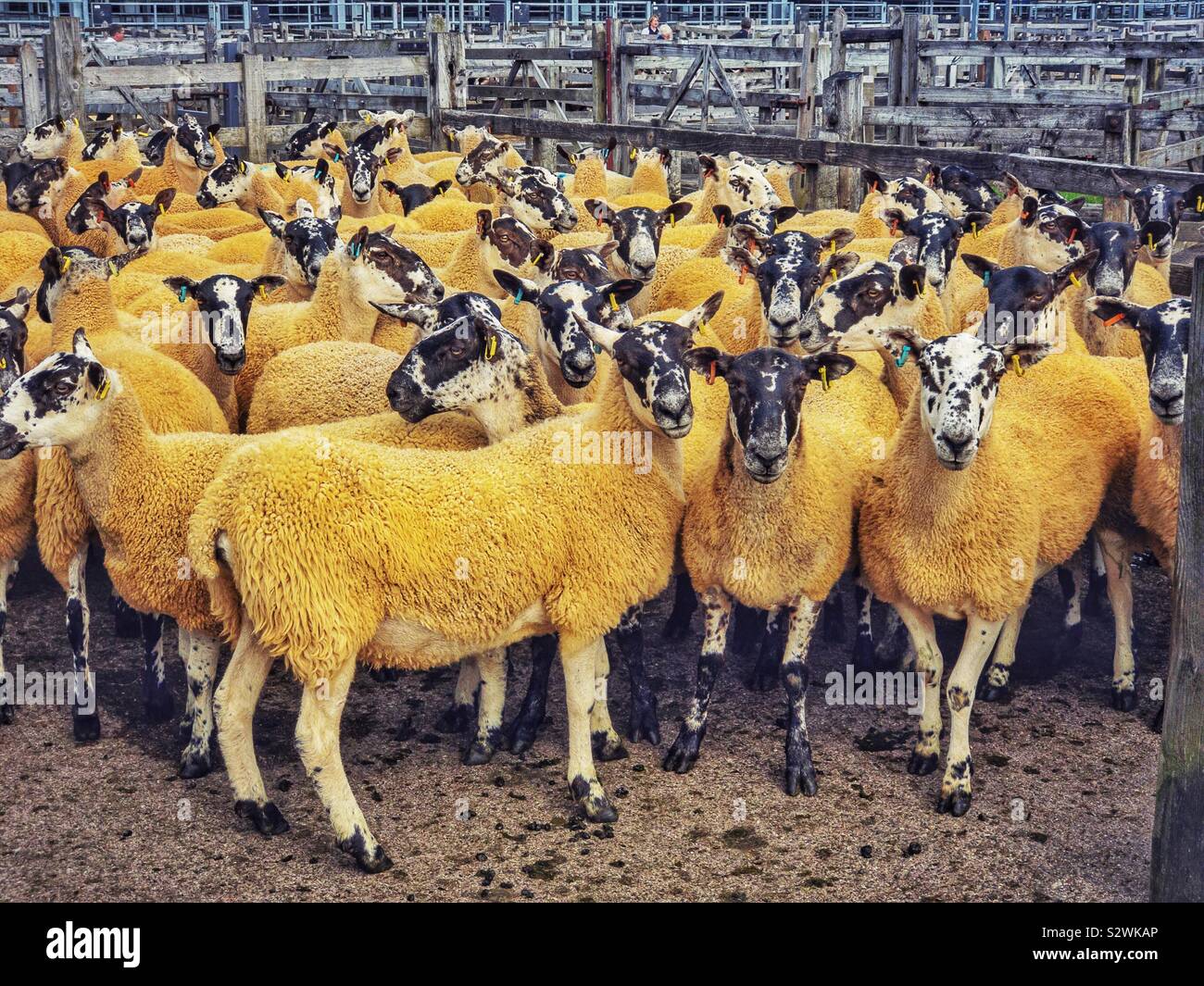 Livestock mart hi-res stock photography and images - Alamy