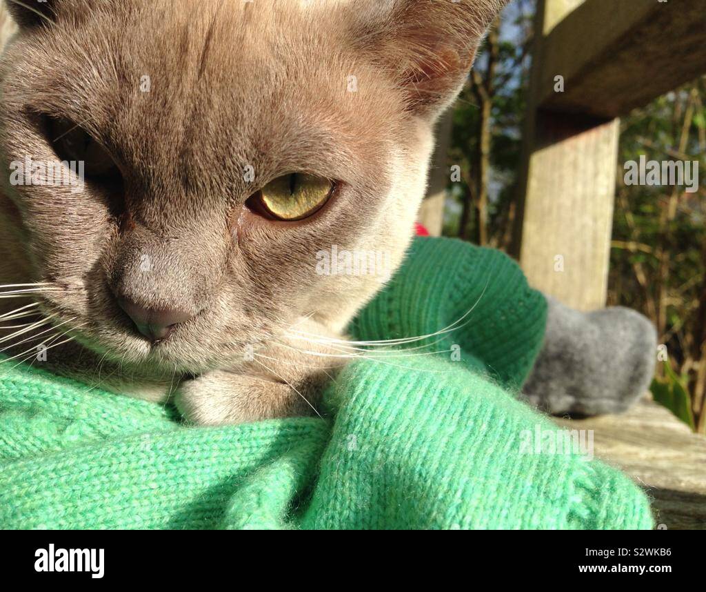 Evil Eyed High Resolution Stock Photography and Images - Alamy