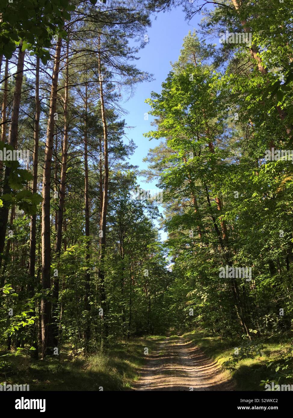Summer forest trail Stock Photo - Alamy