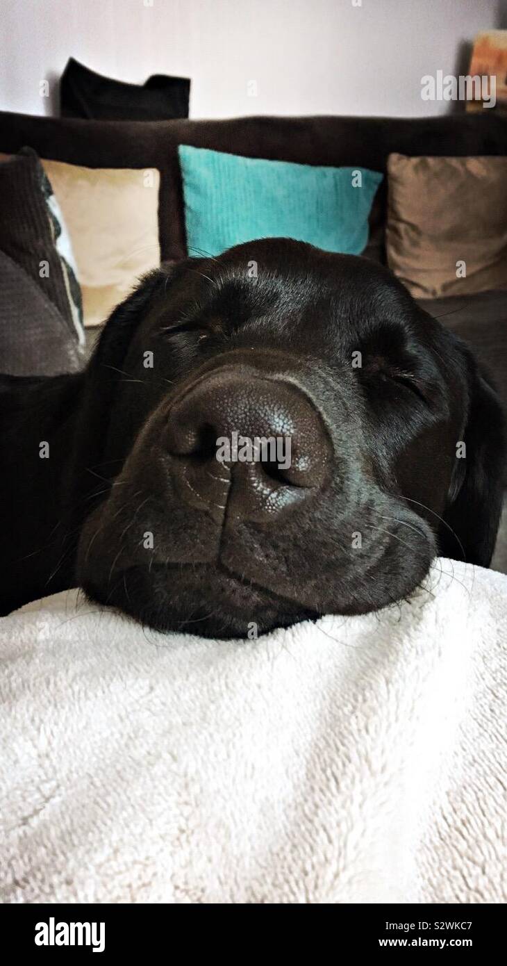 Black Labrador asleep Stock Photo - Alamy