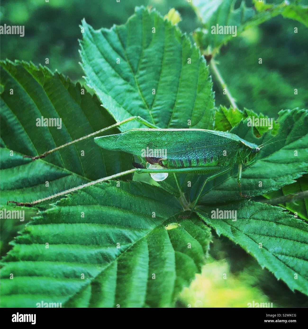 Female katydid hi-res stock photography and images - Alamy