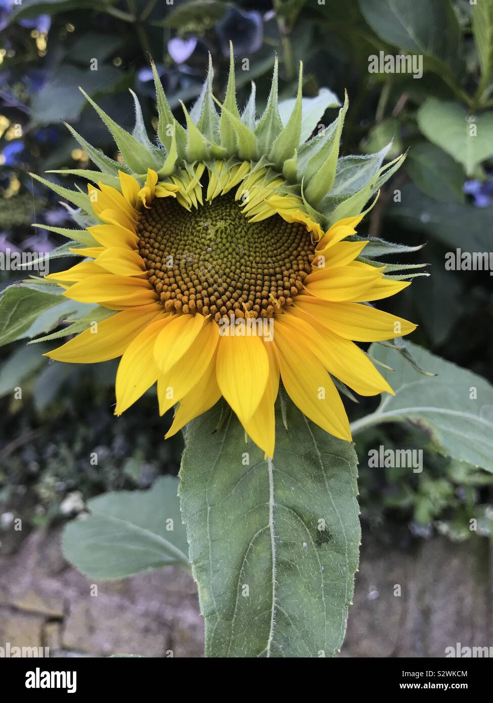 Half sunflower hi-res stock photography and images - Alamy