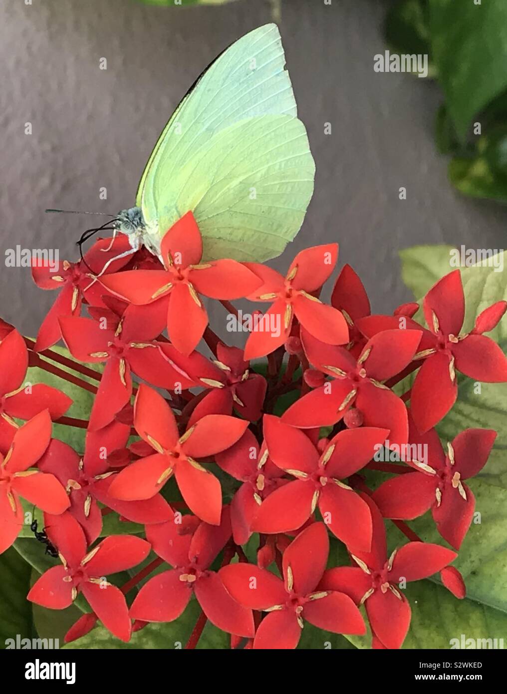 Redflowers High Resolution Stock Photography and Images - Alamy