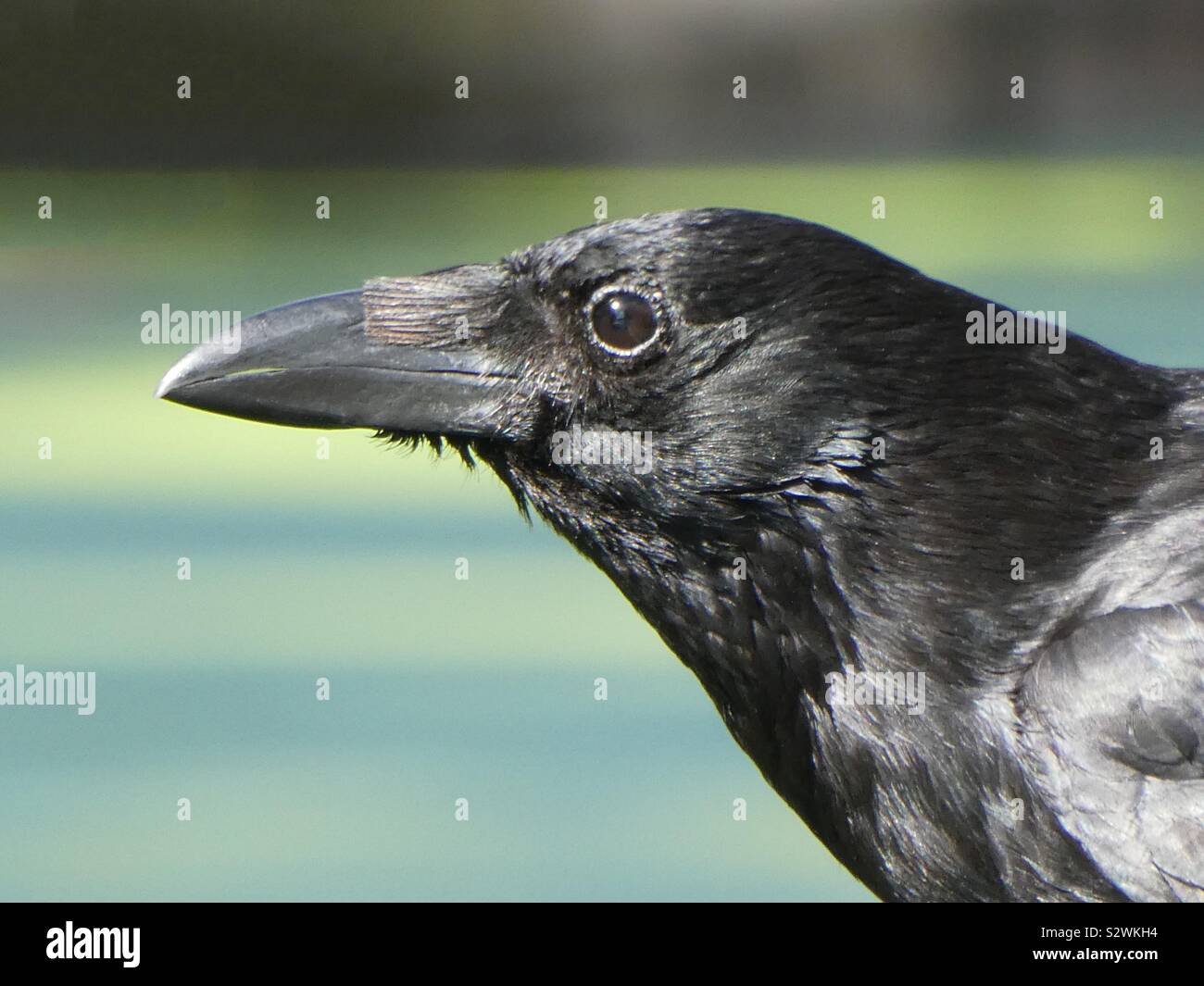 Common raven on the lookout Stock Photo - Alamy