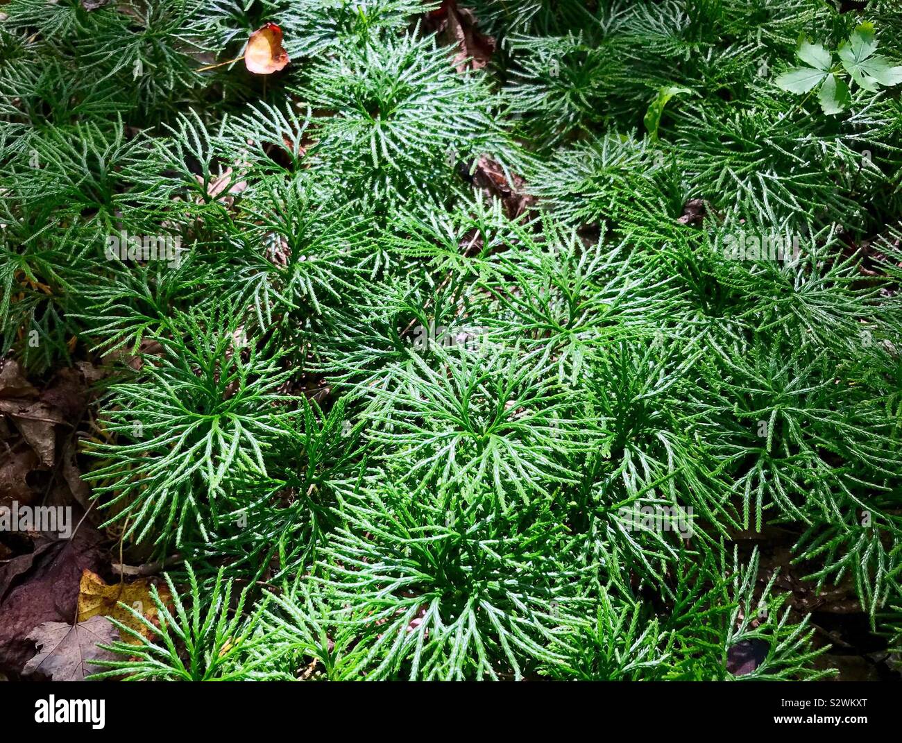 Cedar forest hi-res stock photography and images - Alamy