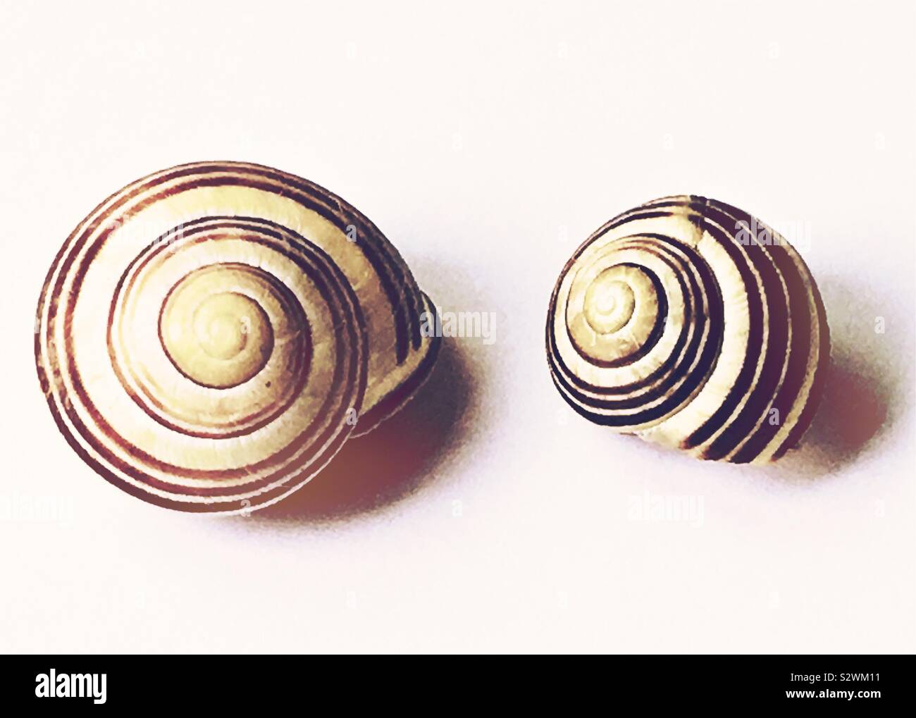 Two spiral striped snail shells, one larger than the other Stock Photo ...