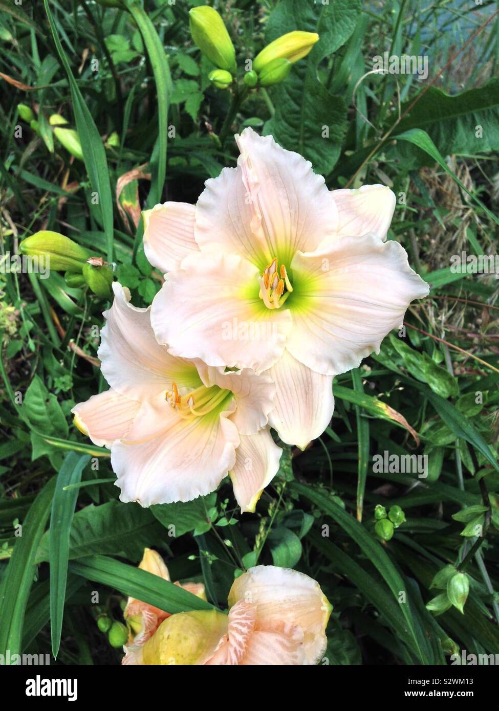 Pale peach hi-res stock photography and images - Alamy
