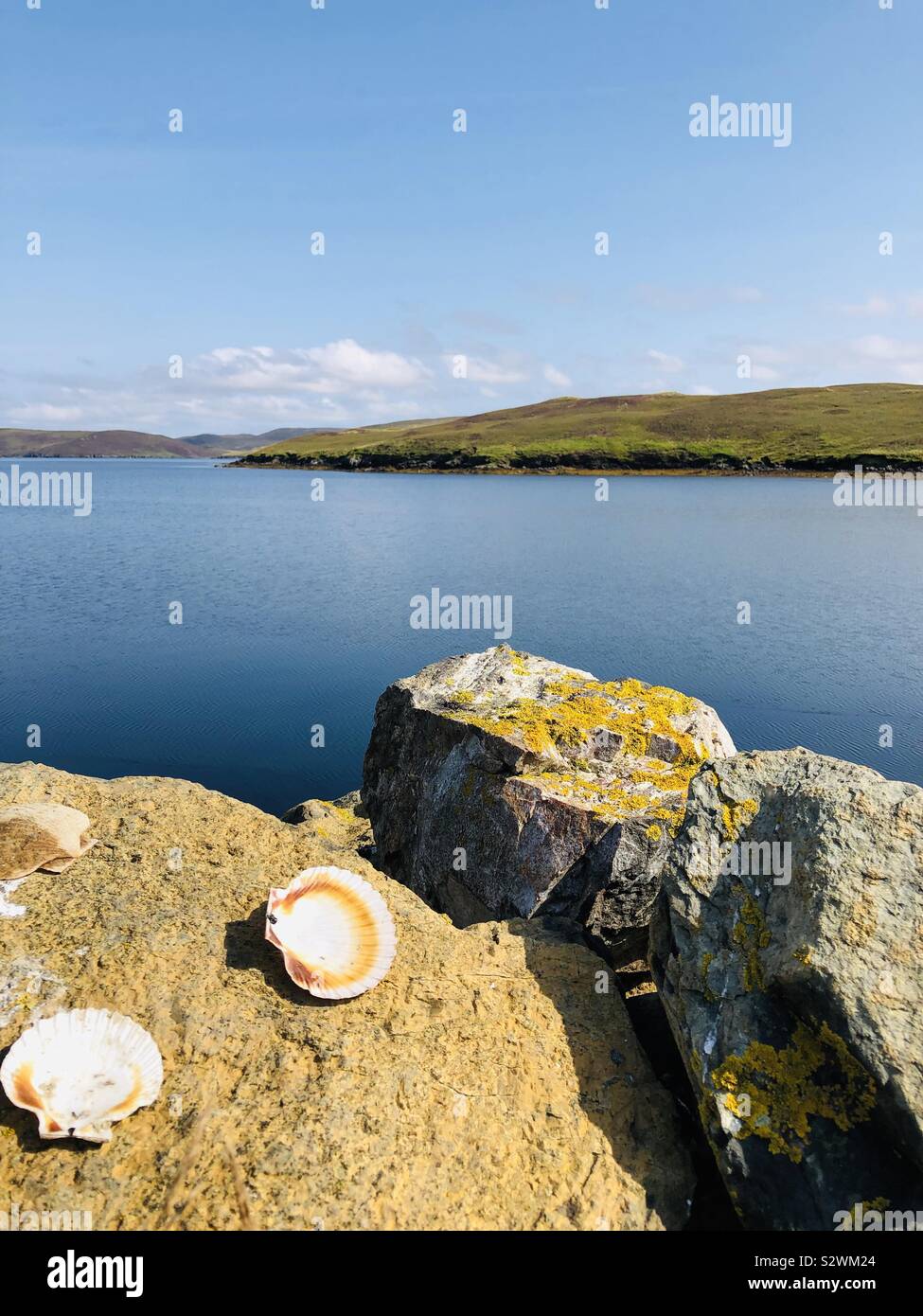 Rock scallop hi-res stock photography and images - Alamy