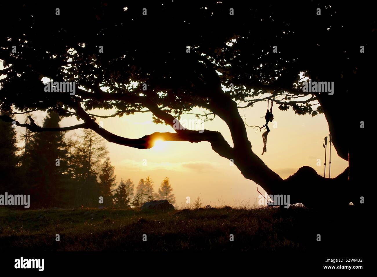 The bra tree hi-res stock photography and images - Alamy