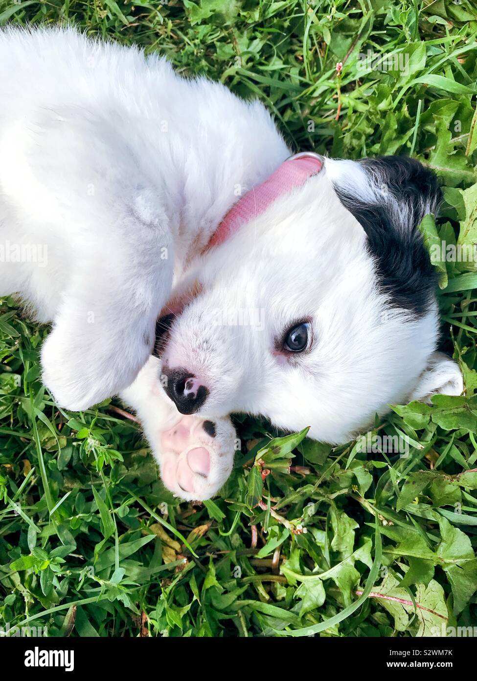 White playful puppy rolling in the green grass Stock Photo - Alamy