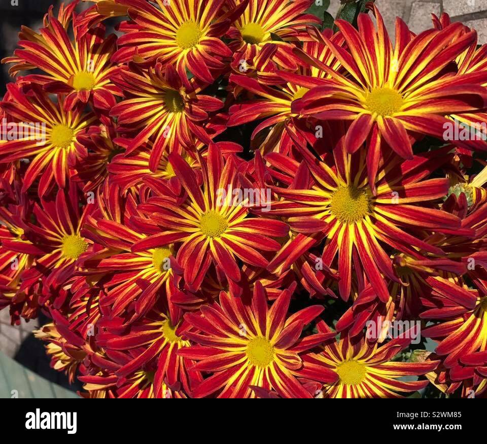 Red and yellow daisies in sunlight Stock Photo - Alamy