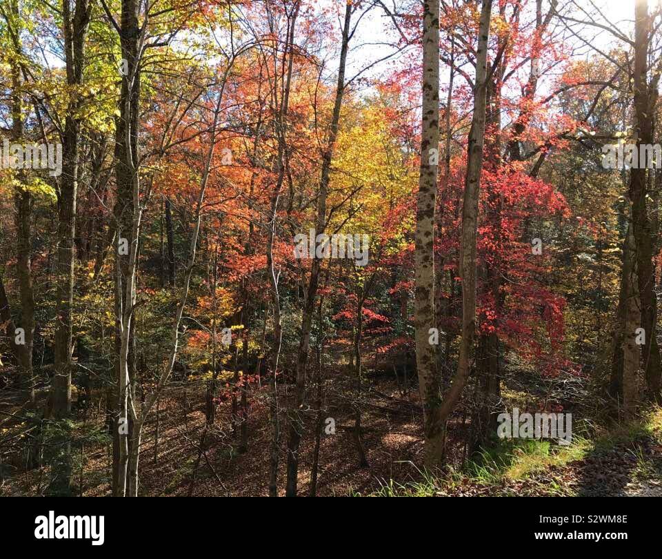 Autumn colors in the forest Stock Photo - Alamy