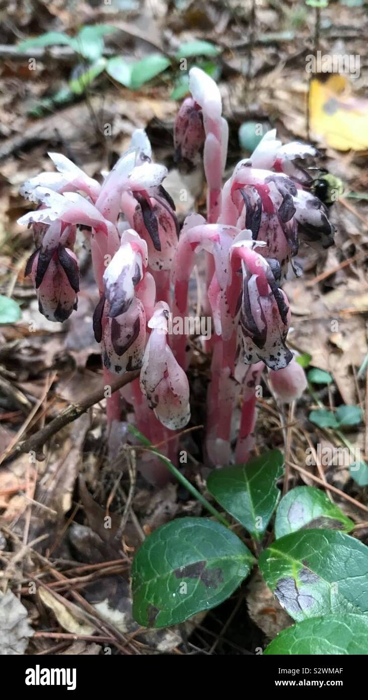 Indian pipe plant hi-res stock photography and images - Alamy