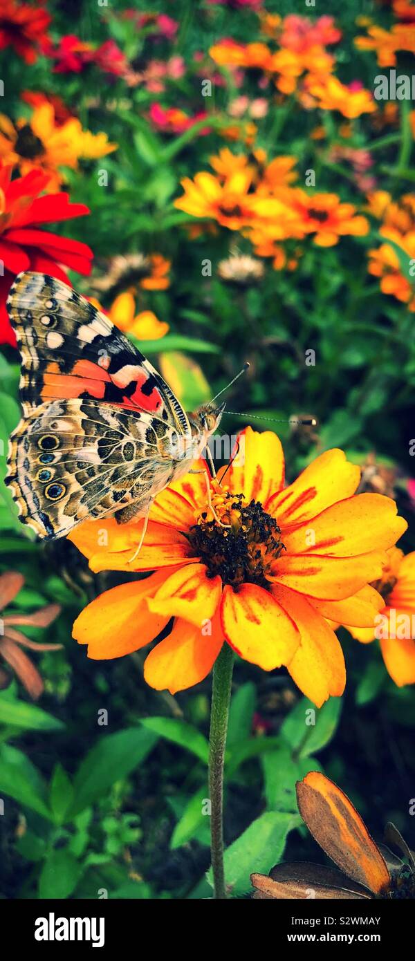 Pink Lady Butterfly Stock Photo - Alamy