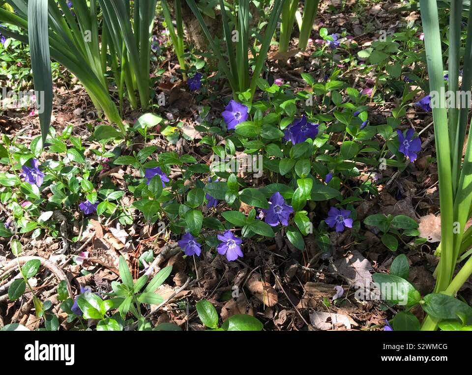 Creeping myrtle hi-res stock photography and images - Alamy